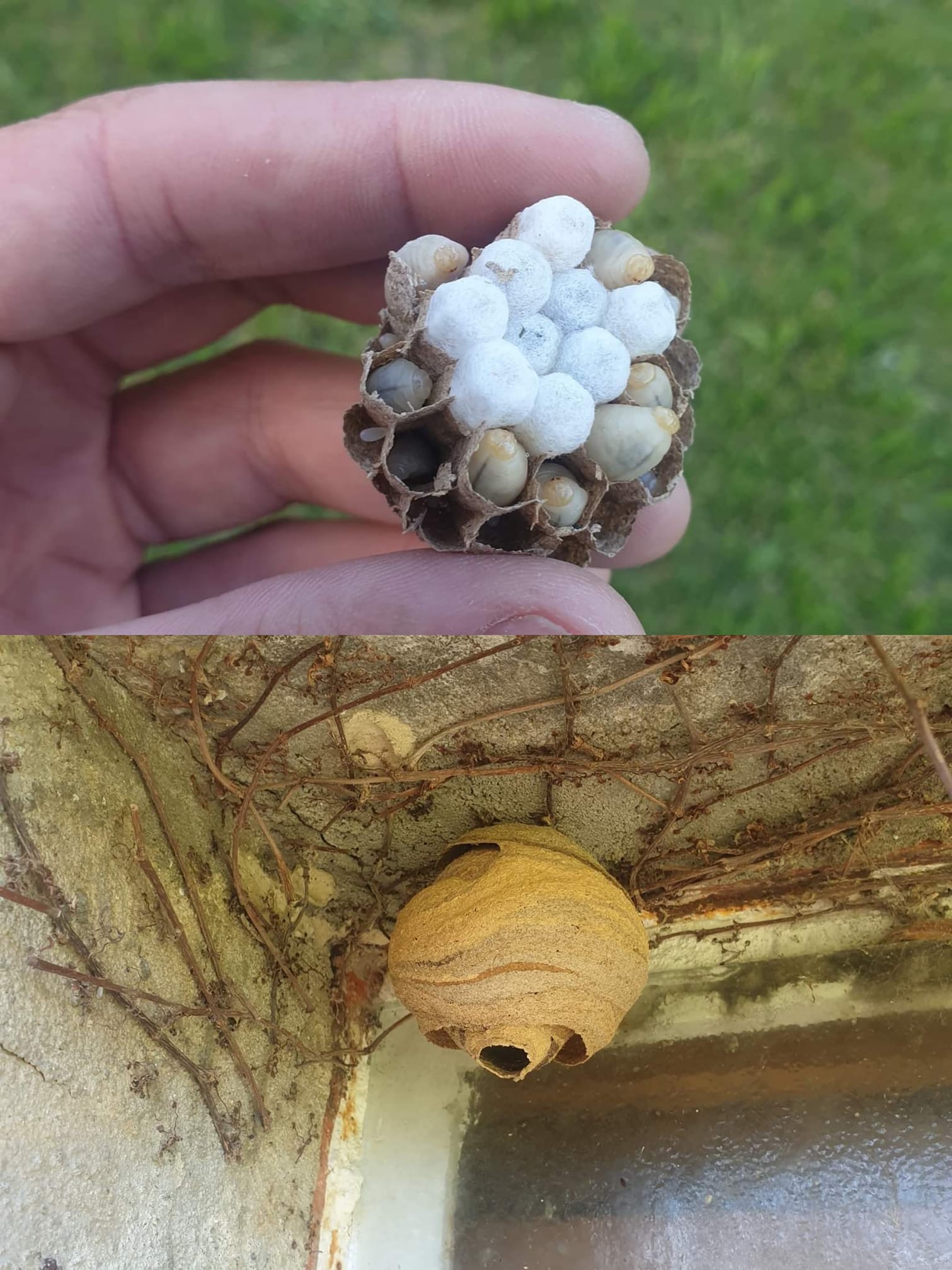 Les Frelons - Le Come Back - Destruction Guêpes & Frelons 84